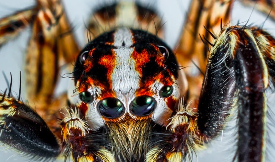 Verdens farligste edderkop vandrede rundt i supermarked - Avisen.dk