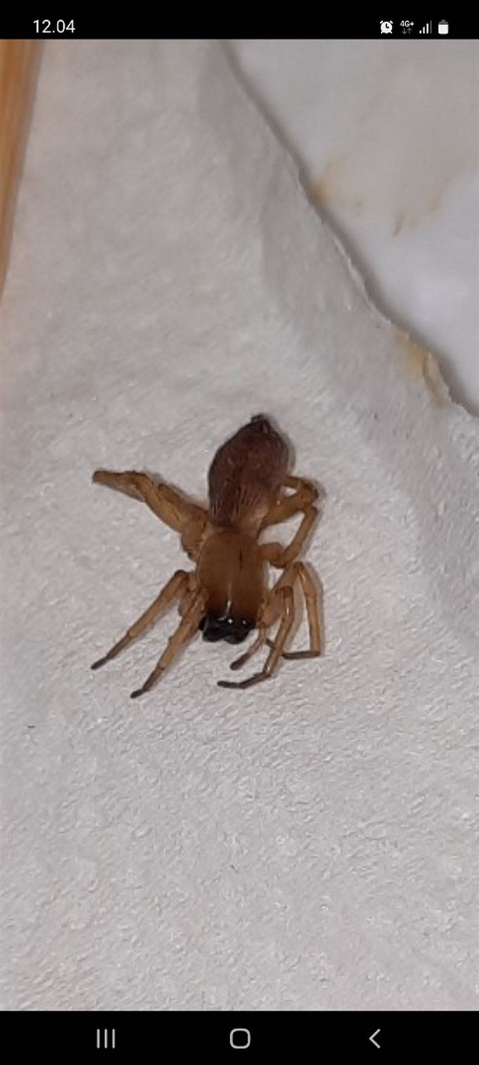 Klamt! Pige finder levende edderkop i banan - Avisen.dk