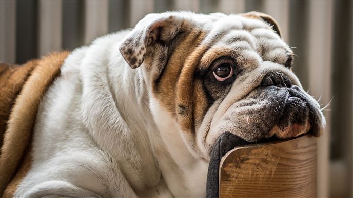 Flad snude giver risiko for søvnapnø og dårligt helbred hos hunde ...