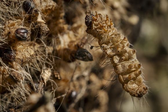 Giftig larve nu fundet i Jylland - Avisen.dk