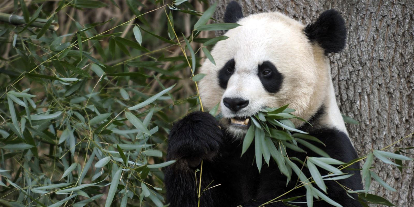 Se de 14 bedårende panda-unger - Avisen.dk