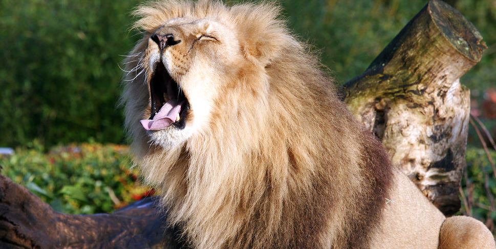 Zoo-dyr sat på smalkost: De bli'r for fede - Avisen.dk