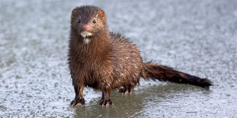 Se her de arter, som udrydder danske dyr - Avisen.dk