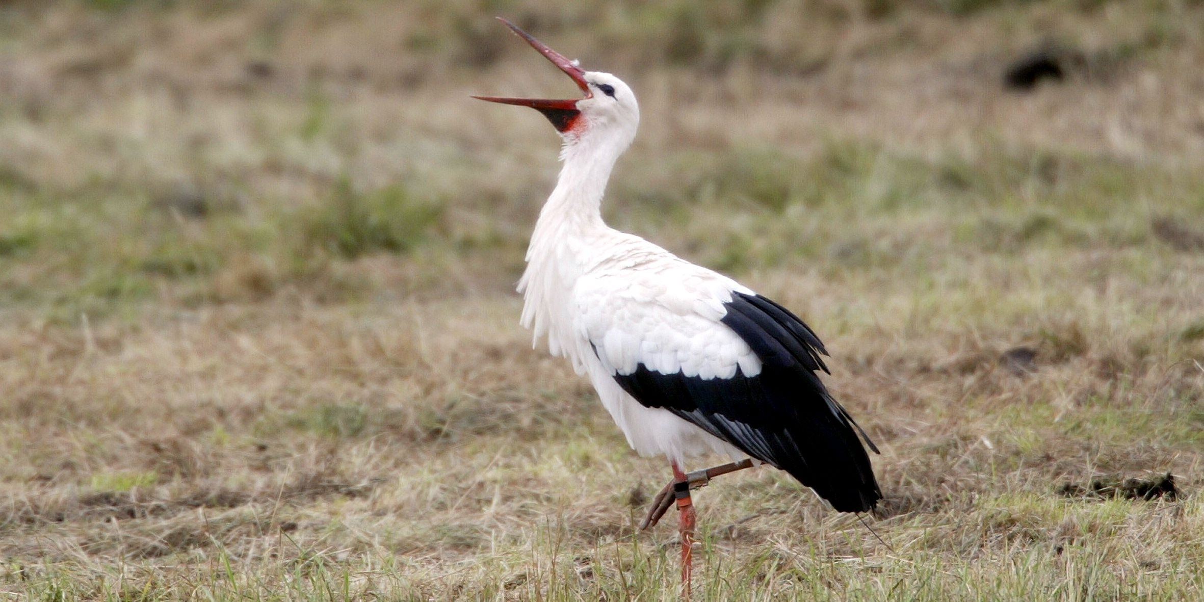 Storke nærmer sig Danmark usædvanligt tidligt - Avisen.dk